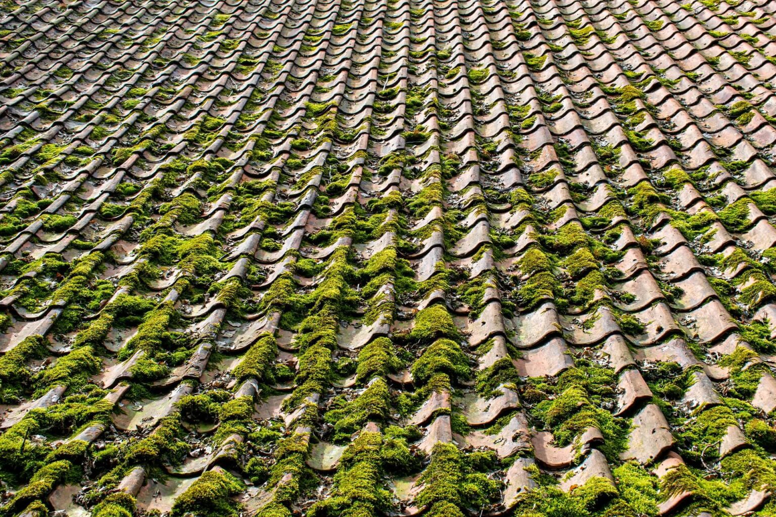 How to Keep Moss Off Your Roof | Baker Home Exteriors